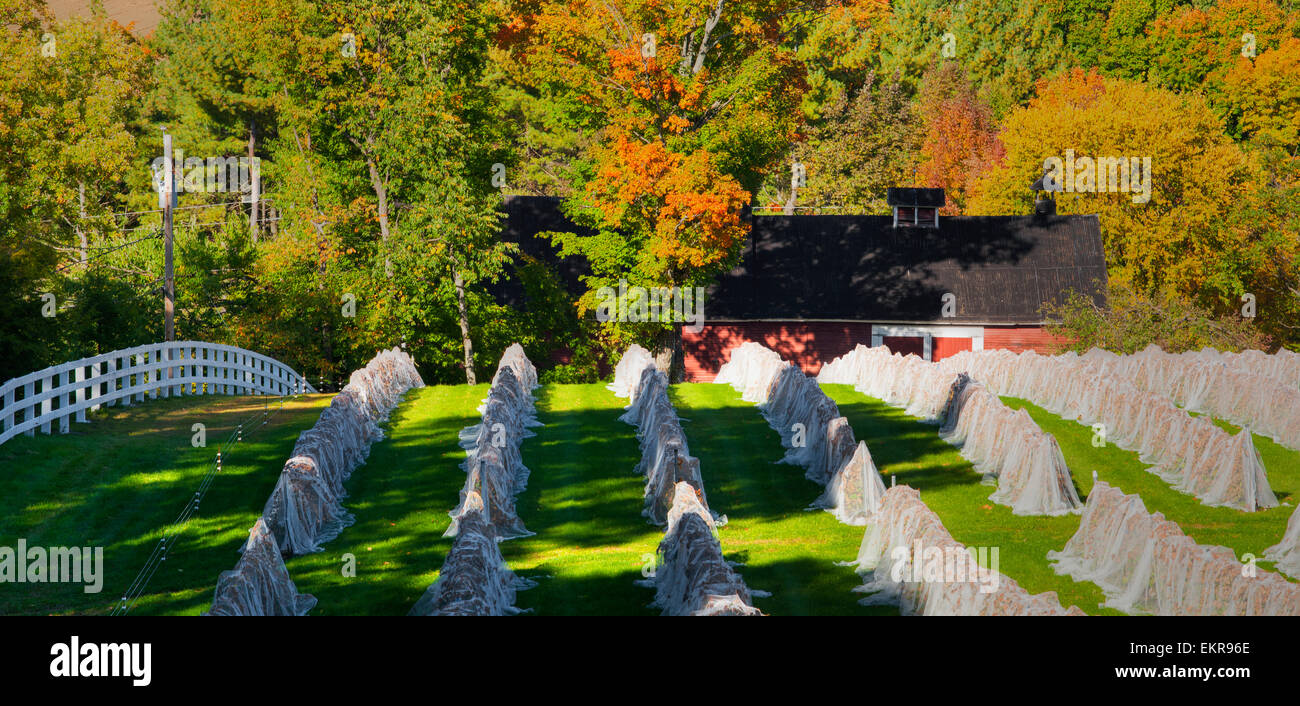 Knowlton canada hi-res stock photography and images - Alamy