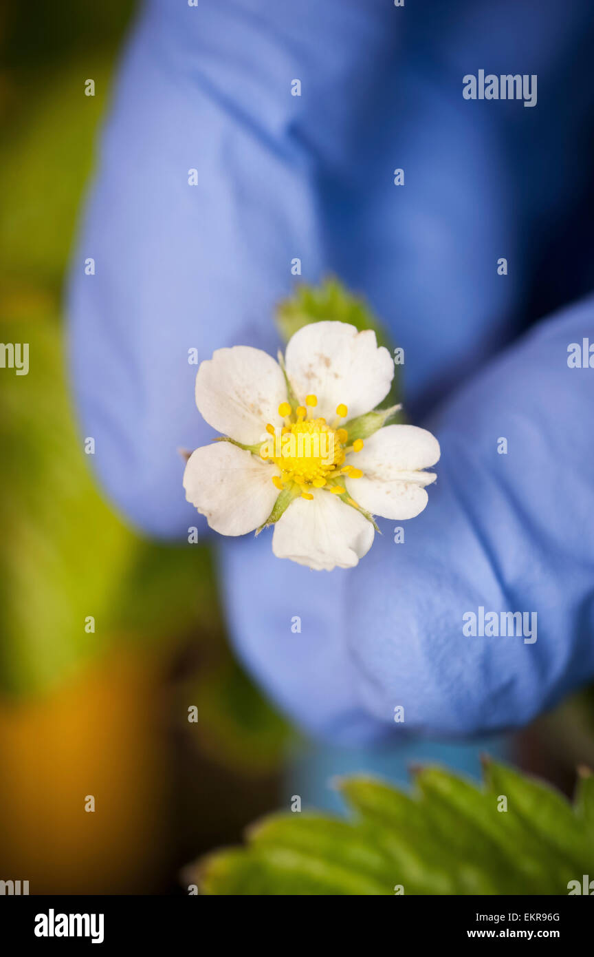 Close up of blue gloved fingers pinching a white flower at a plant ...
