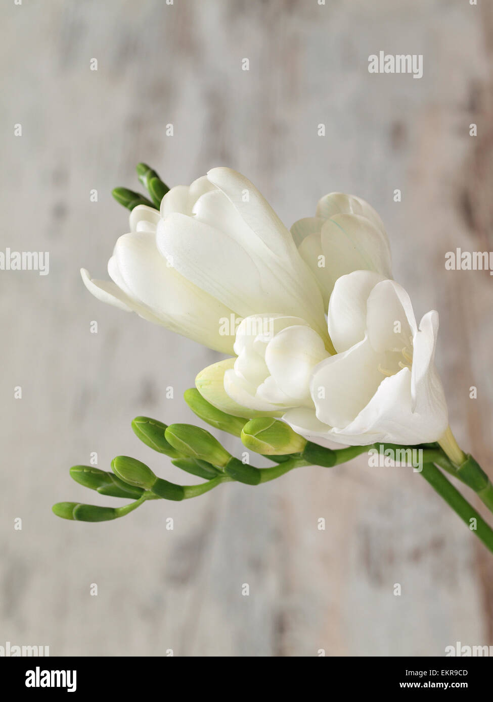 White freesia Stock Photo - Alamy