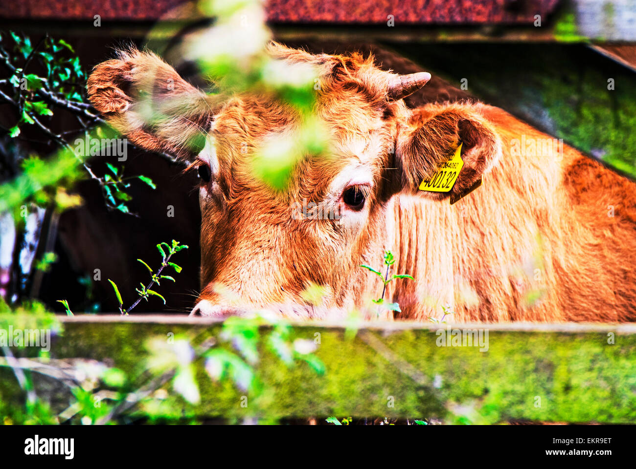 A cow in the bush (portrait Stock Photo - Alamy