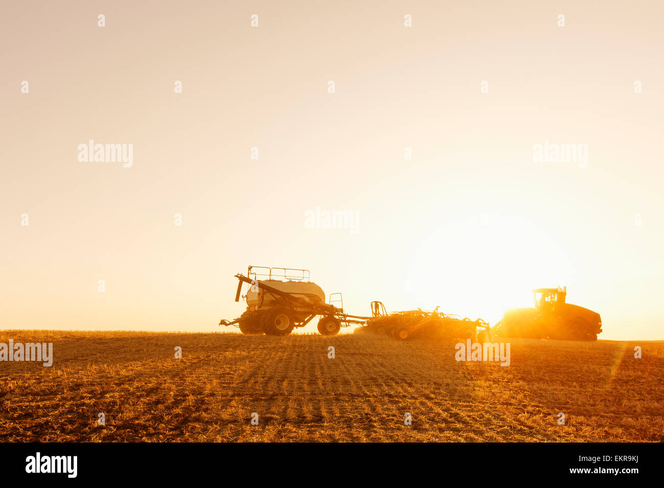 Lentils field hi-res stock photography and images - Alamy