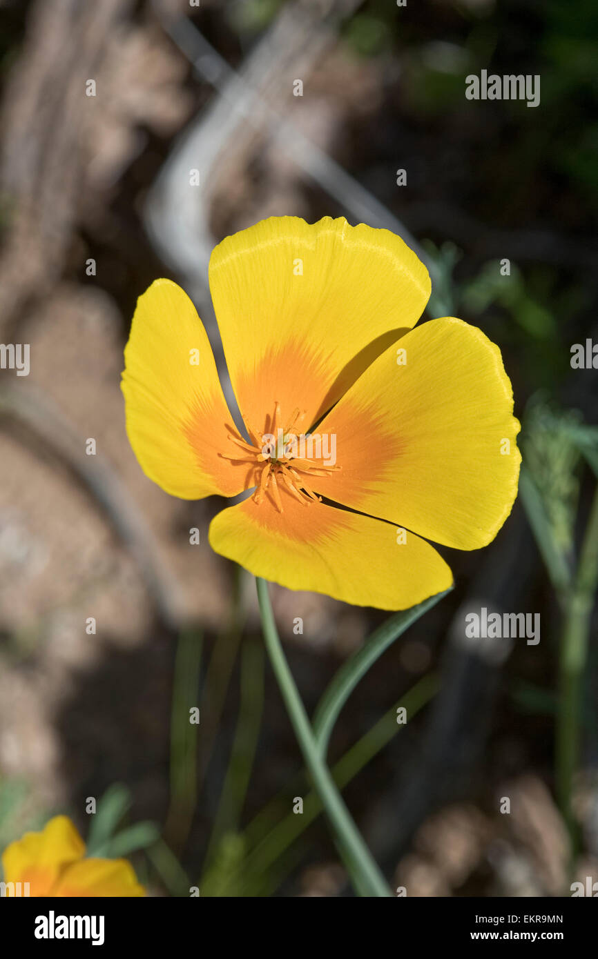 California poppy flower closeup hi-res stock photography and images - Alamy