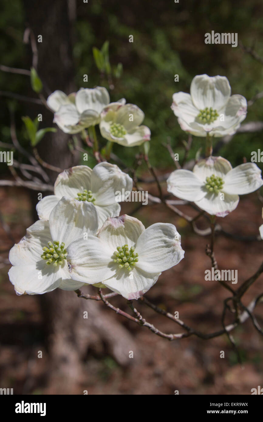 Dogwood tree hi-res stock photography and images - Alamy