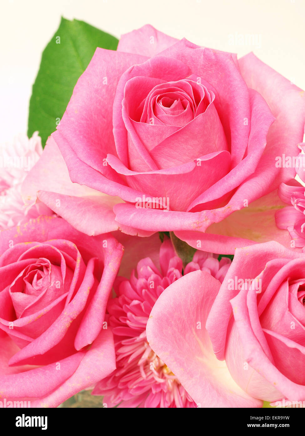 Beautiful Pink rose flowers Stock Photo - Alamy