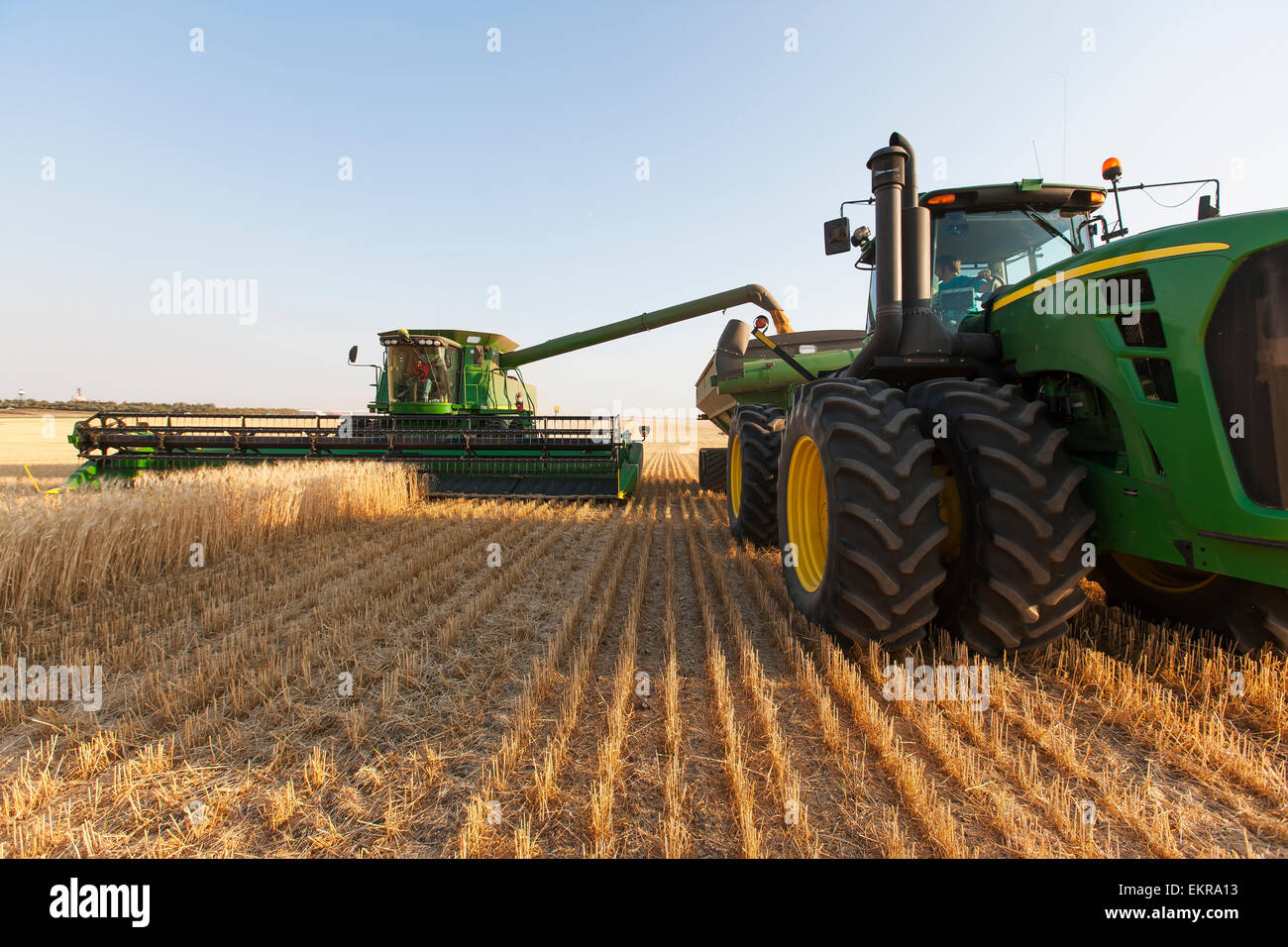 Paplow Harvesting Company custom combines a wheat field, near Ray ...