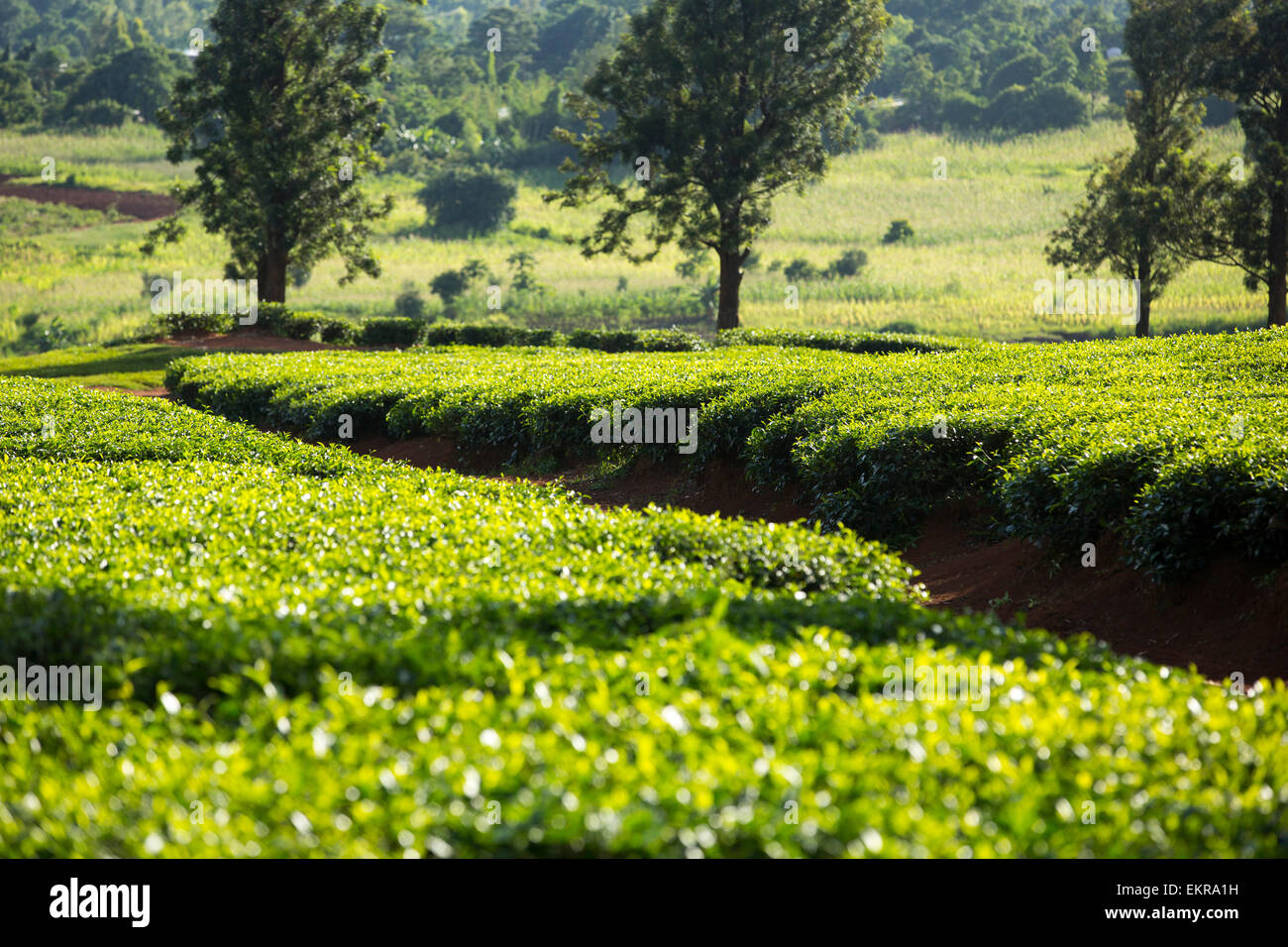 Malawi tea hi-res stock photography and images - Alamy
