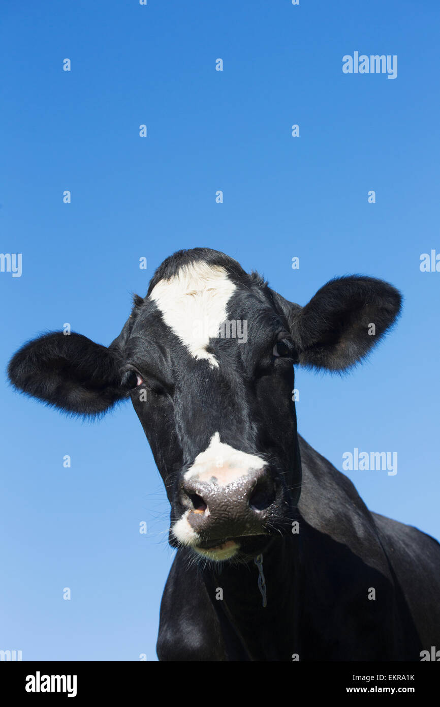 Holstein dairy cow; Granby, Connecticut, United States of America Stock ...