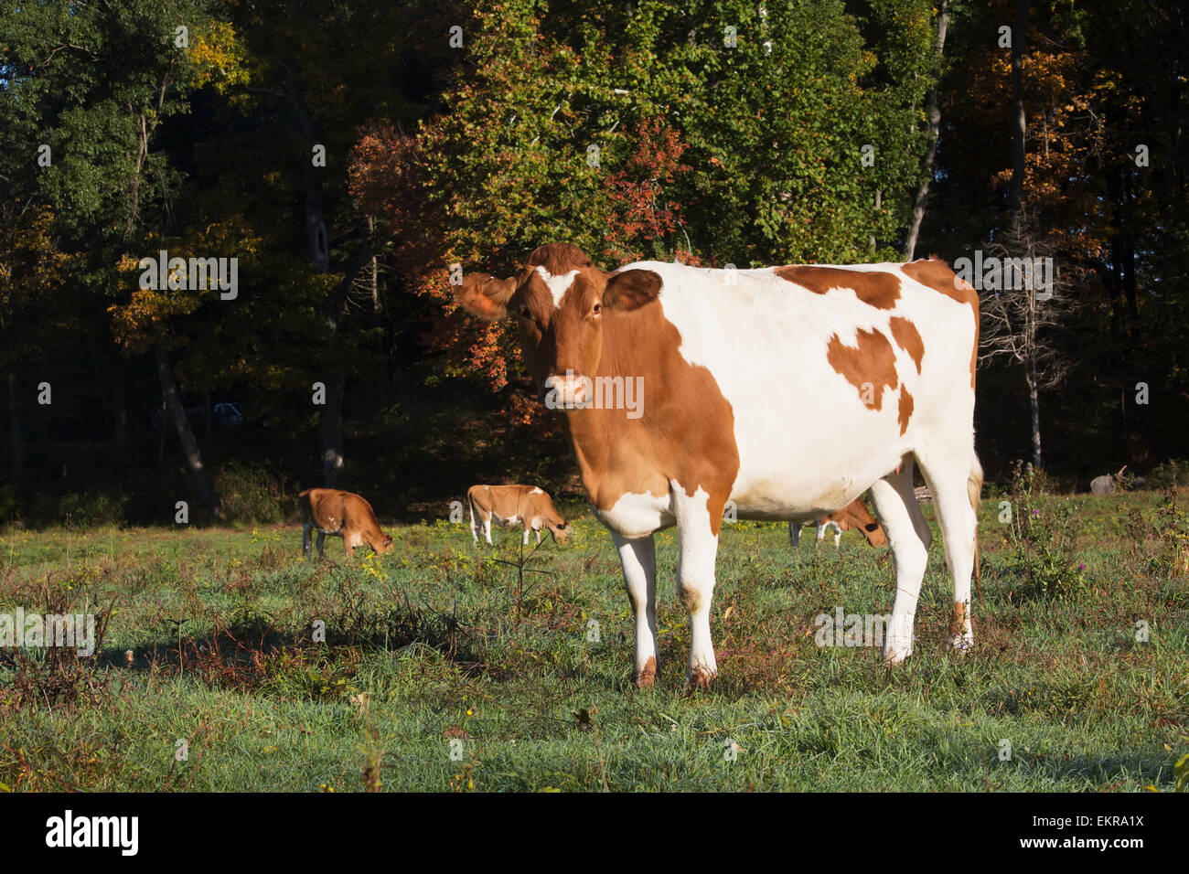 Guernsey dairy cattle grazing hi-res stock photography and images - Alamy