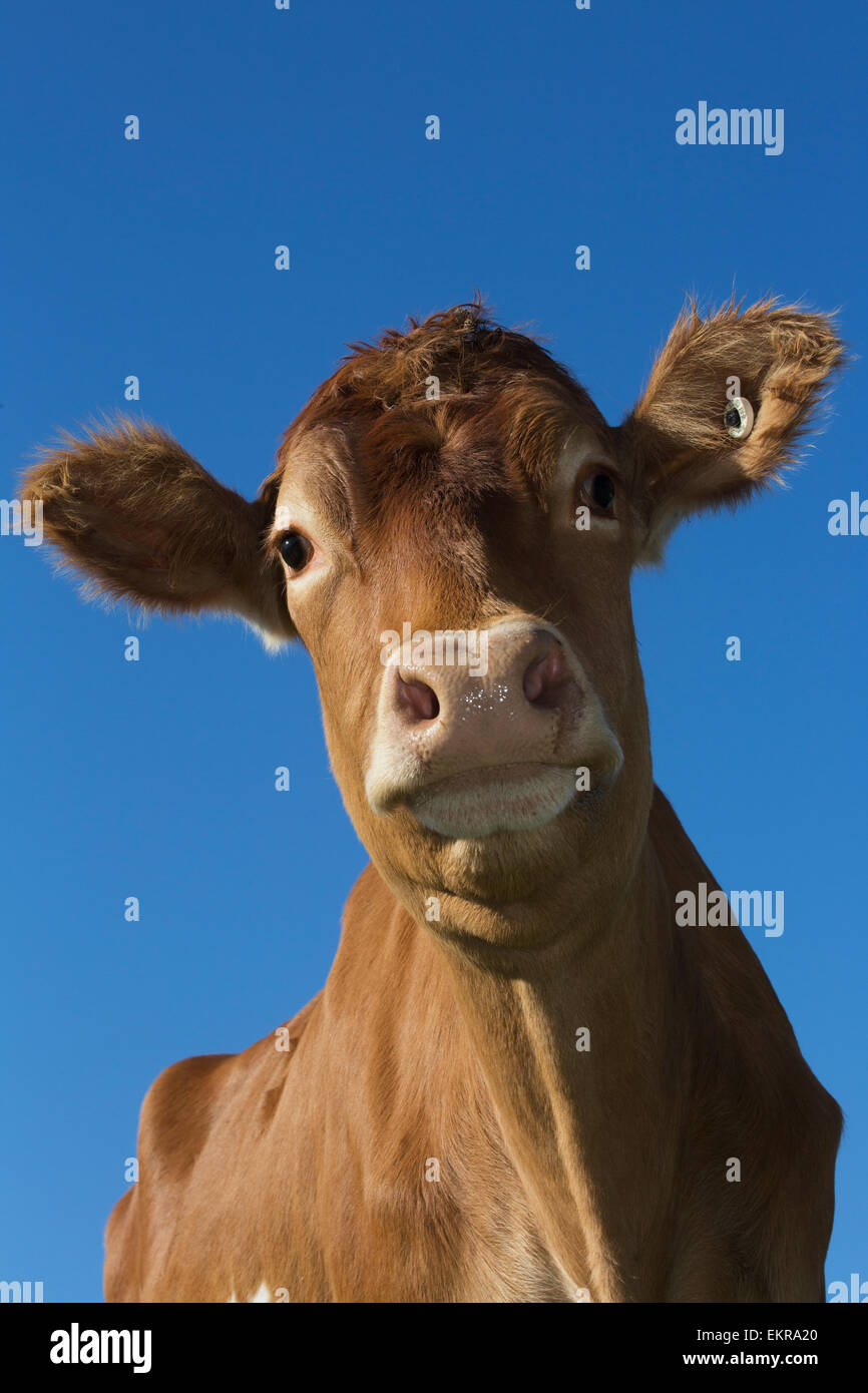 Livestock guernsey dairy cow hi-res stock photography and images - Alamy