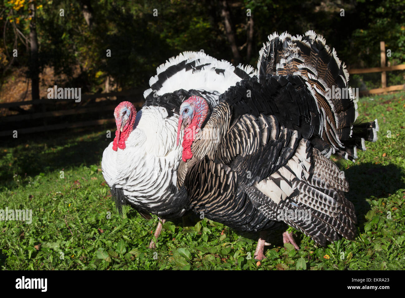 Narragansett turkey displaying, rare legacy breeds of North America ...