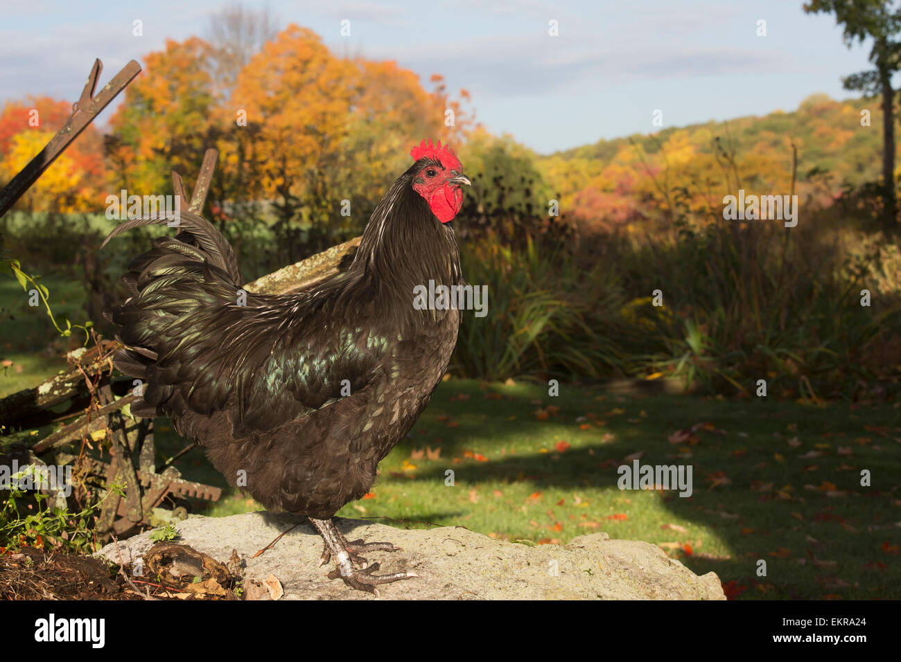 Blue Australorp Chickens