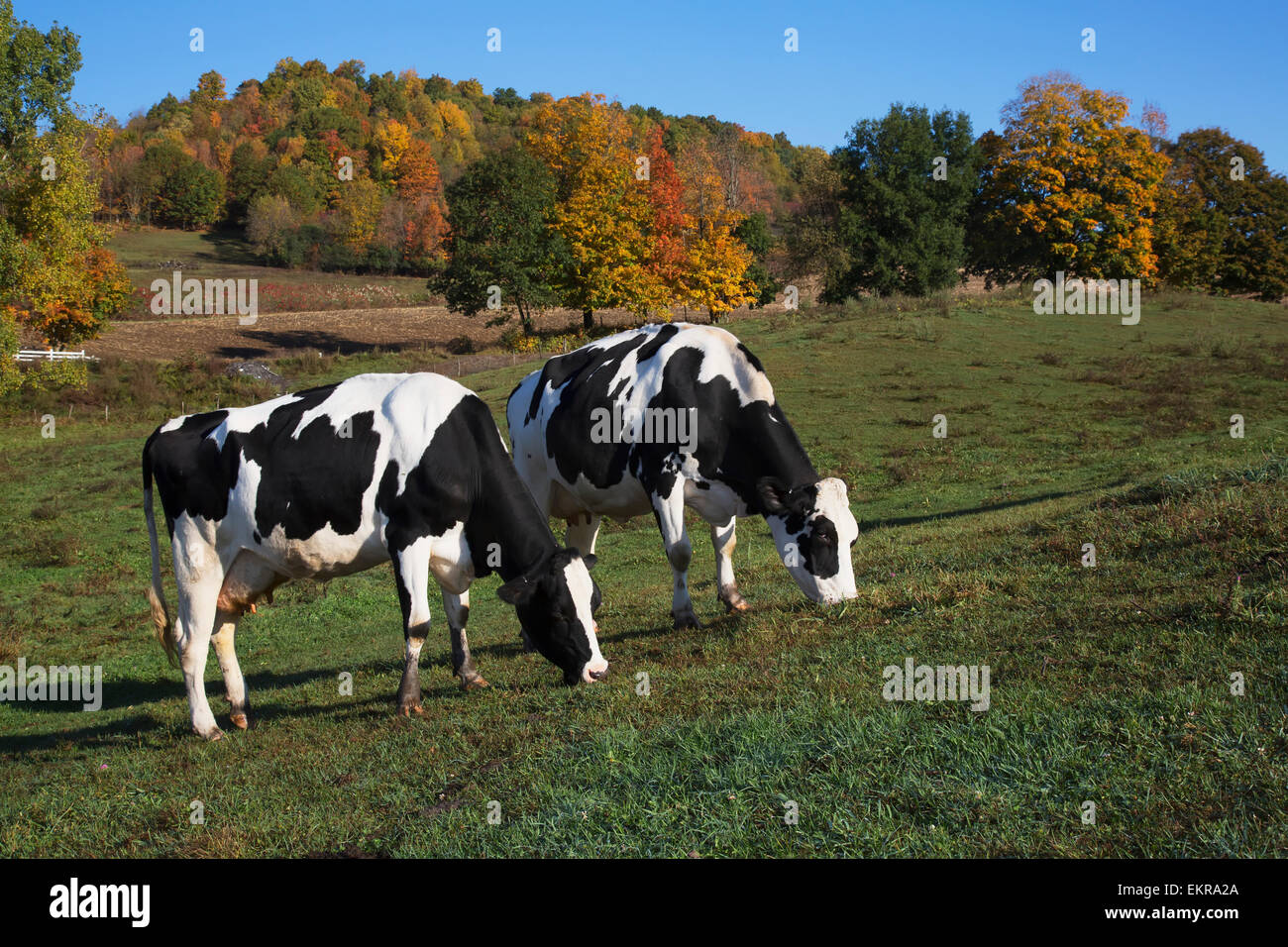 Color image holstein cows in hi-res stock photography and images - Alamy