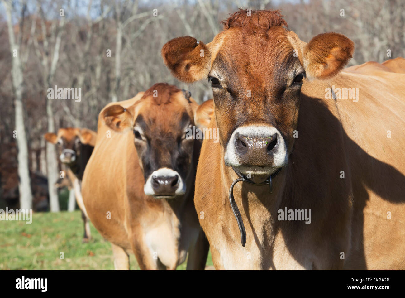 Baldwin brook farm hi-res stock photography and images - Alamy