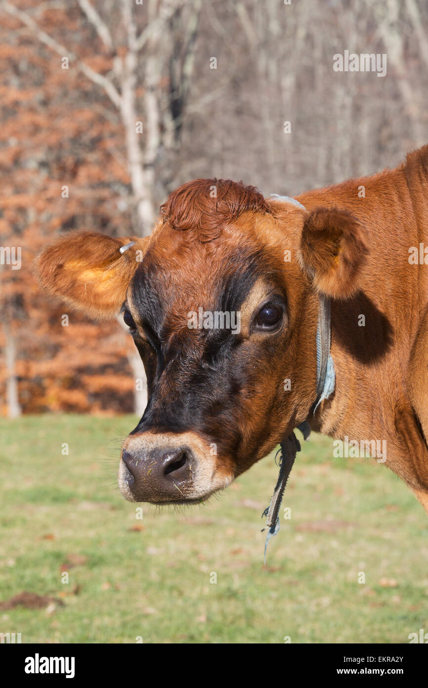 Jersey cow in autumn pasture, Baldwin Brook Farm; Canterbury ...
