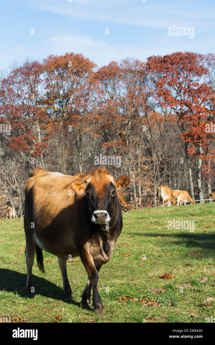 Baldwin brook farm hi-res stock photography and images - Alamy