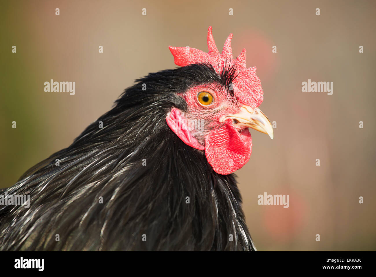 Bantam rooster hi-res stock photography and images - Alamy