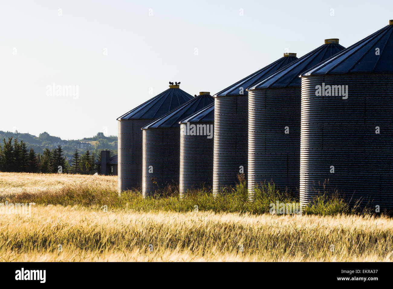 A row of large metal grain bins in a barley field, illuminated at ...