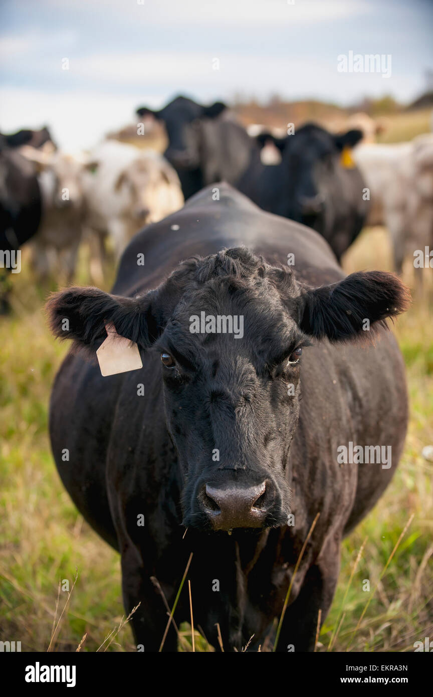 Black cow hi-res stock photography and images - Alamy