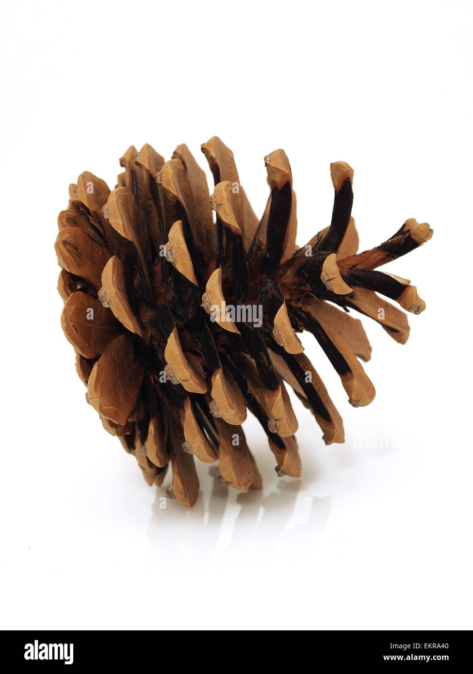 Pine tar Cut Out Stock Images & Pictures - Alamy