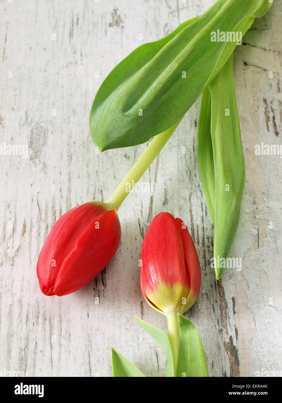 Beautiful spring tulip flowers Stock Photo - Alamy