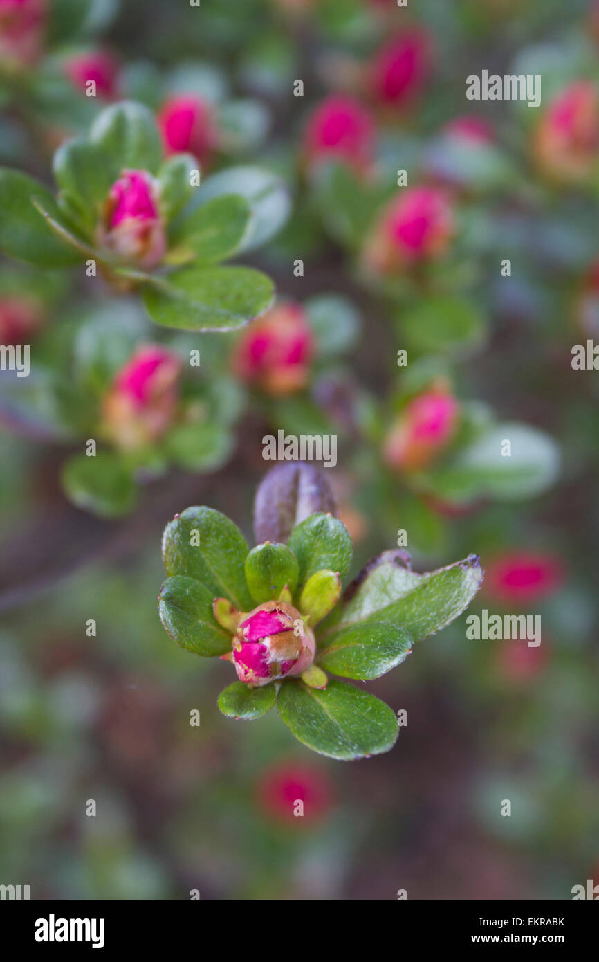 Close up of bright red azalea bush flower buds in early Spring Stock ...