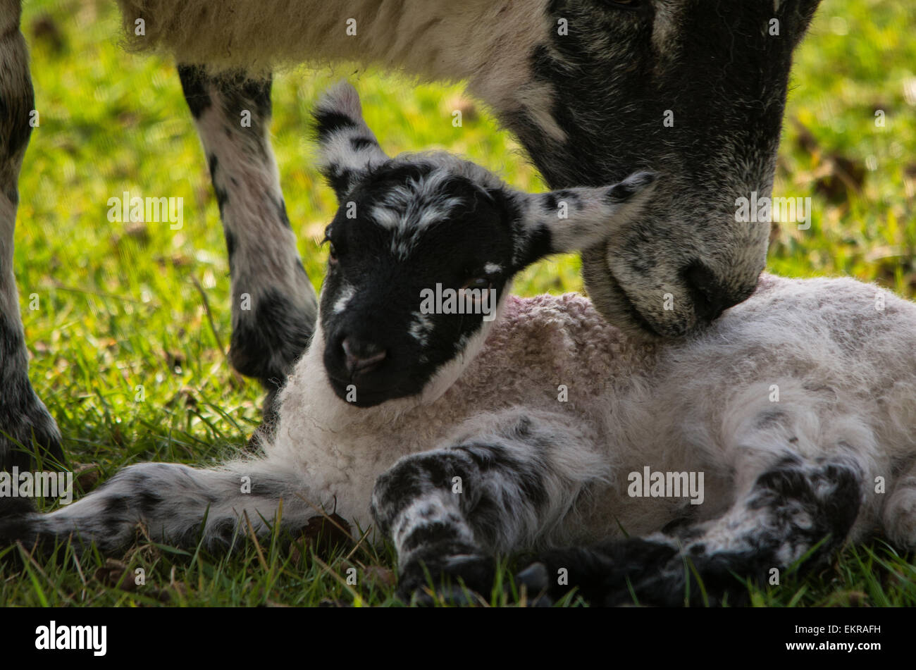 Blackface lamb sheep hi-res stock photography and images - Alamy