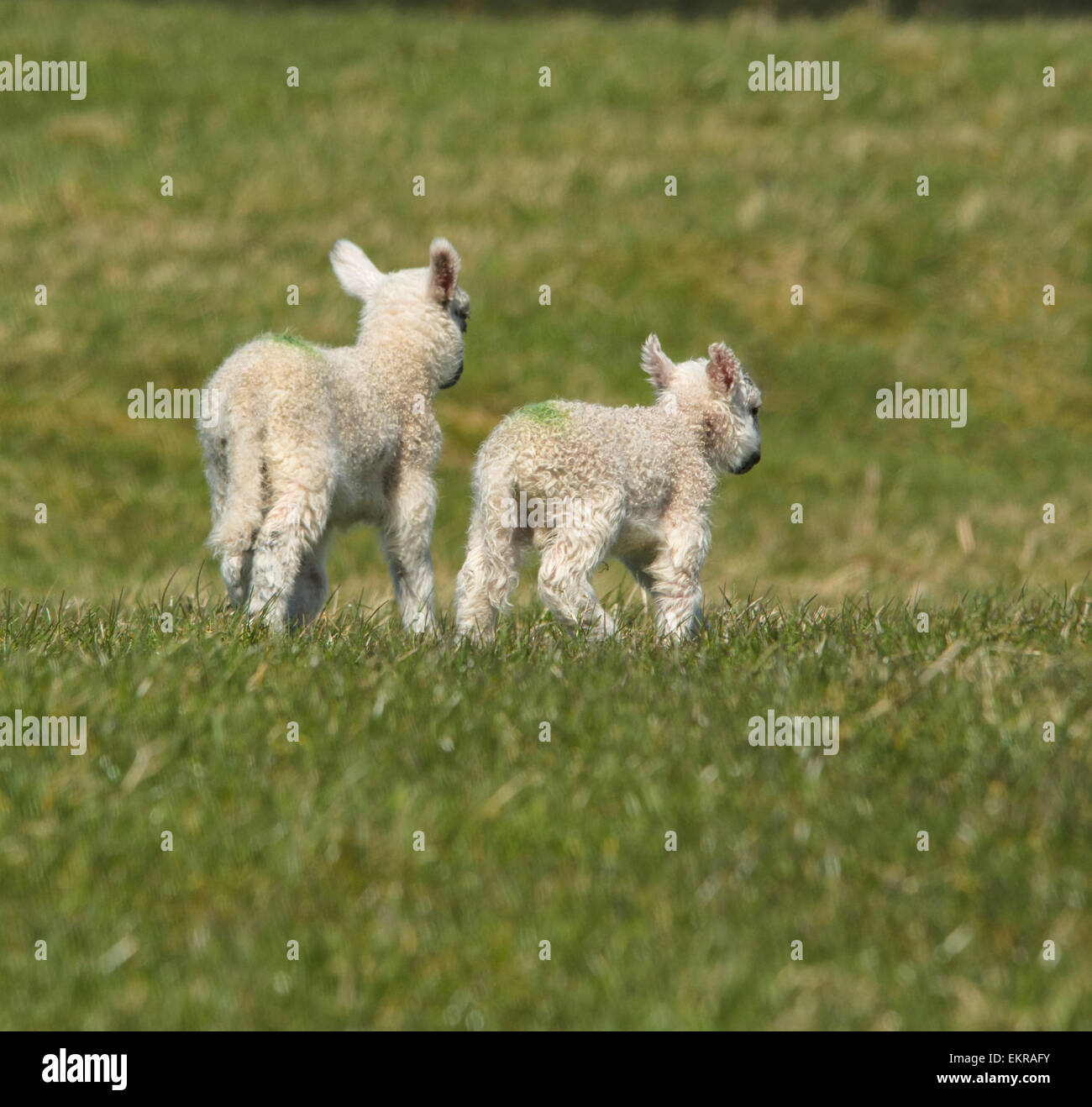 Cute blackface lambs hi-res stock photography and images - Alamy