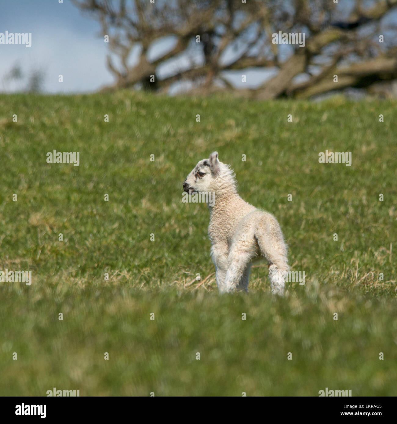 Scottish spring lamb hi-res stock photography and images - Alamy