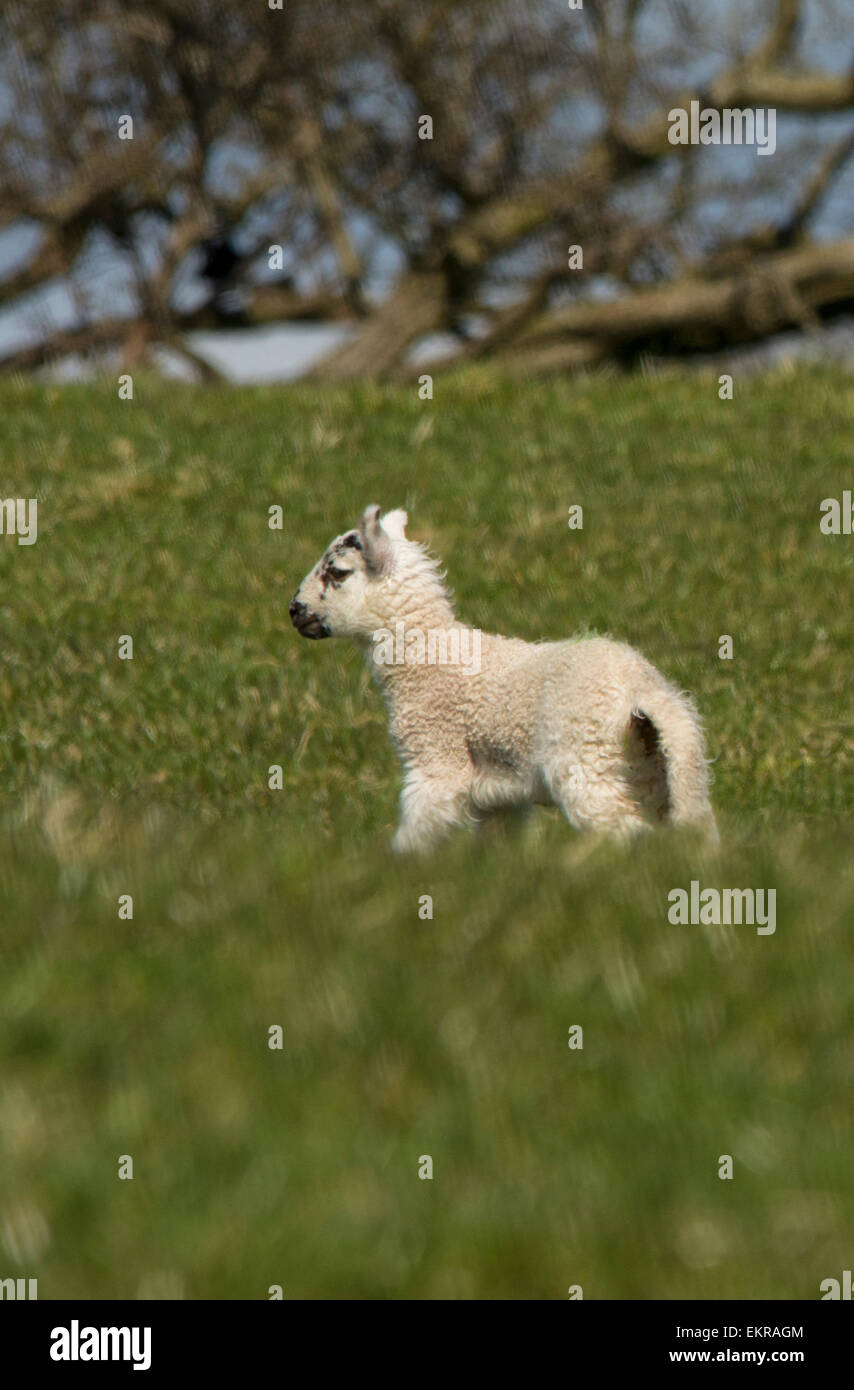 Scottish Spring Lamb High Resolution Stock Photography and Images - Alamy