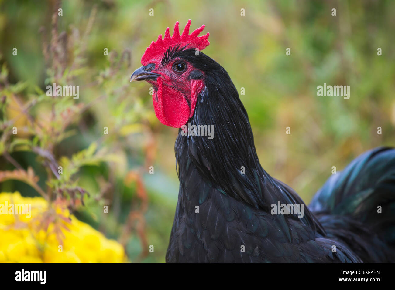 Black australorp hi-res stock photography and images - Alamy