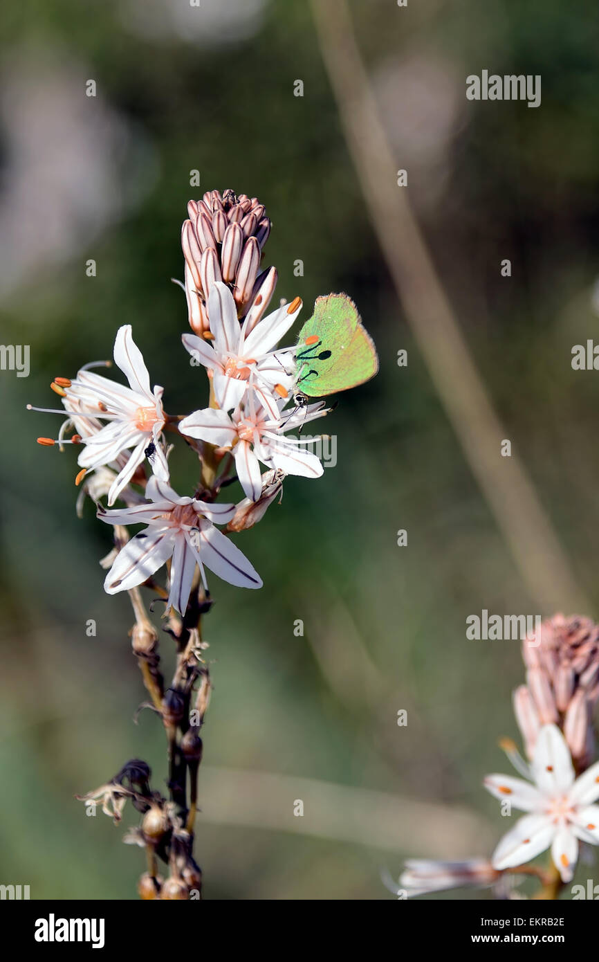 Sunny spring summer daffodils hi-res stock photography and images - Alamy