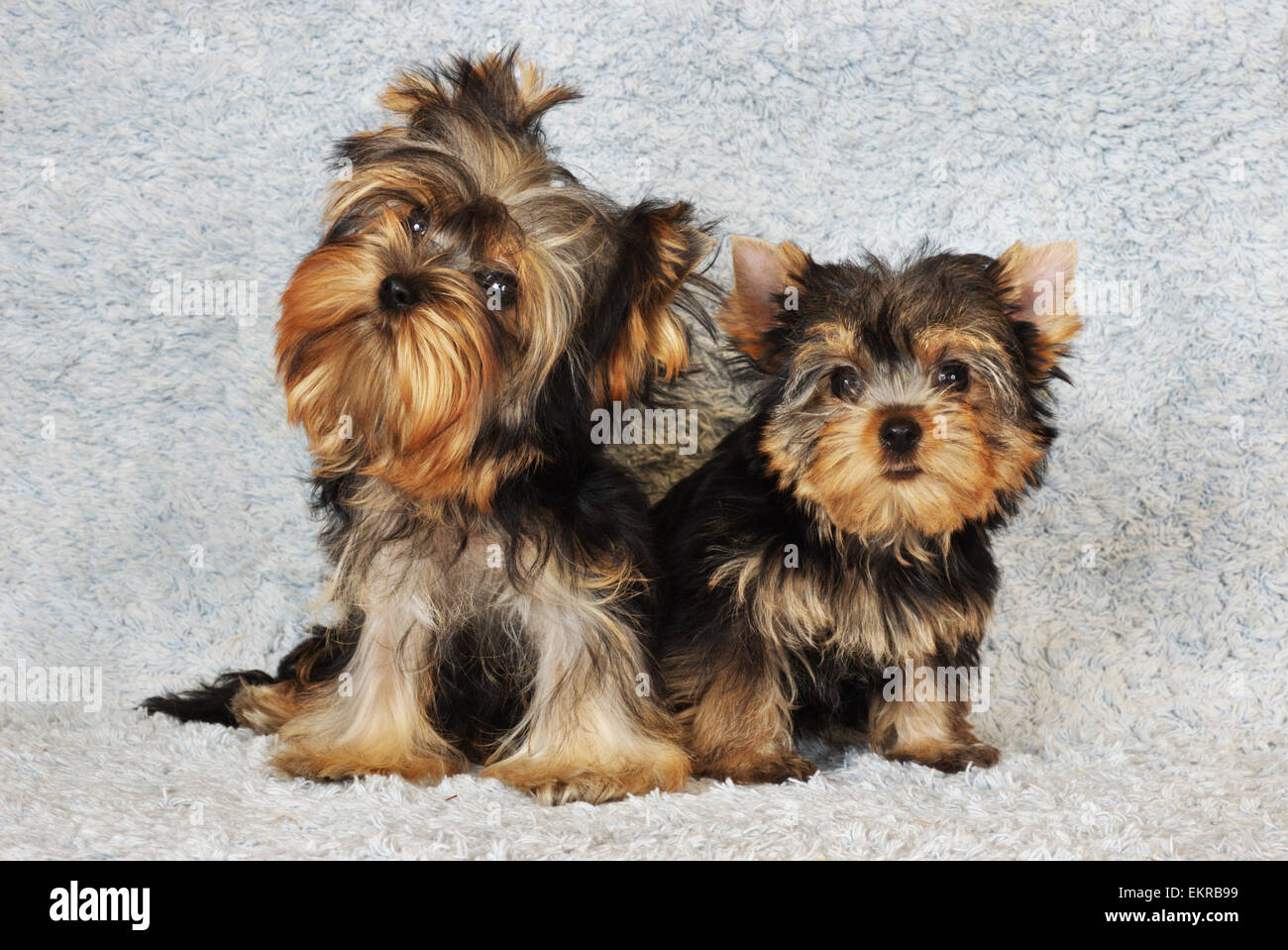 two puppies Yorkshire terrier Stock Photo - Alamy