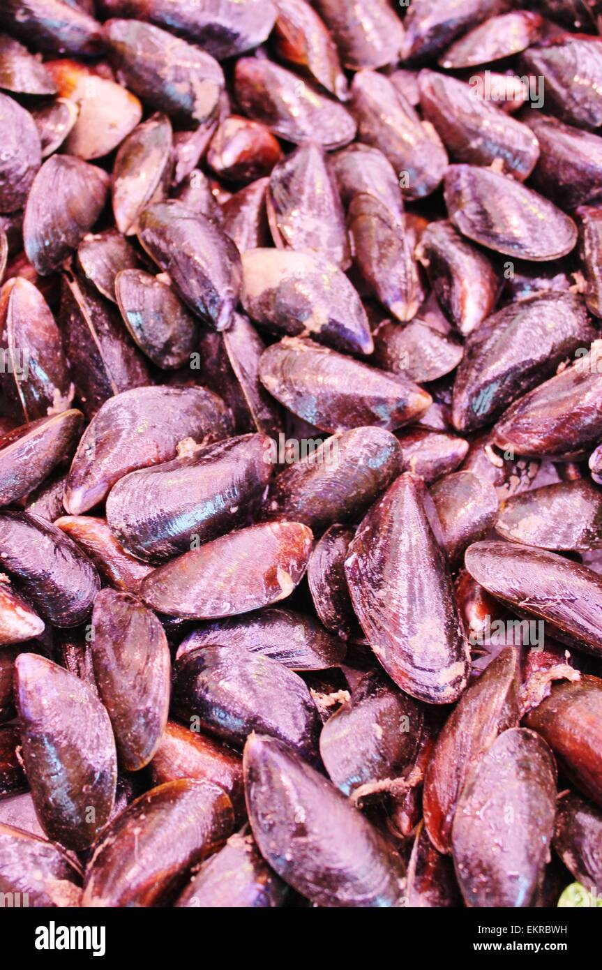 Mytilus trossulus hi-res stock photography and images - Alamy