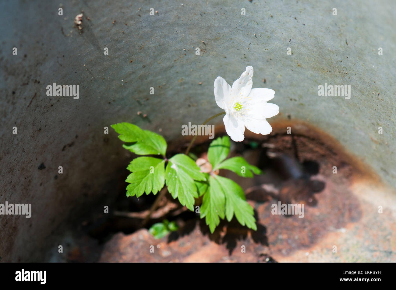 Anemone nemorosa pot hi-res stock photography and images - Alamy