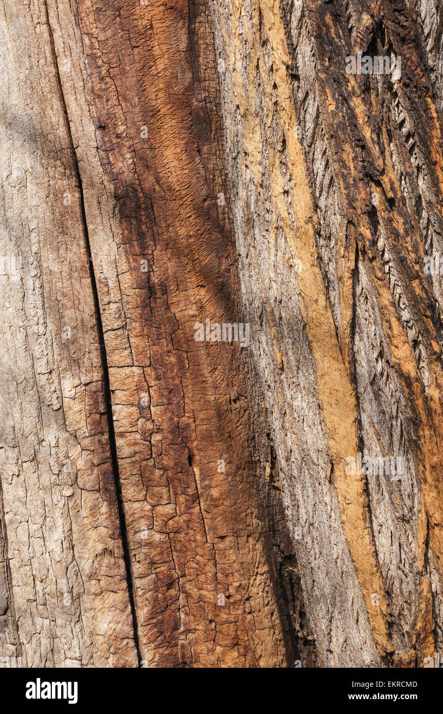 Old tree bark texture background Stock Photo - Alamy