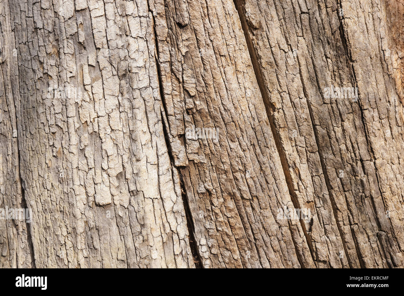 Old tree bark texture background Stock Photo - Alamy
