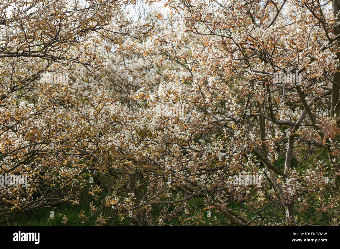 blooming trees in spring, abstract background Stock Photo - Alamy