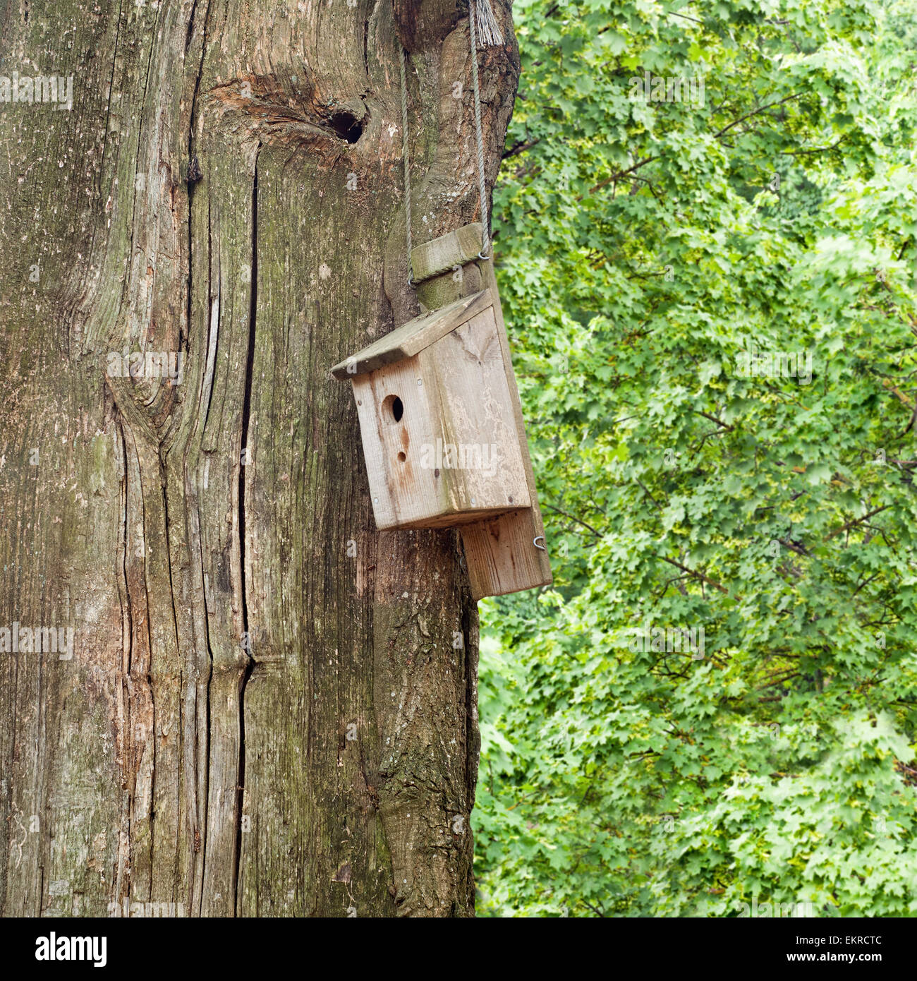 Black bird nest box hi-res stock photography and images - Alamy