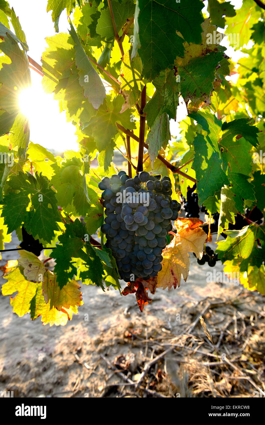 Ripe grapes on the Vine, La Rioja Álavesa, Álava, Basque Country, Spain ...