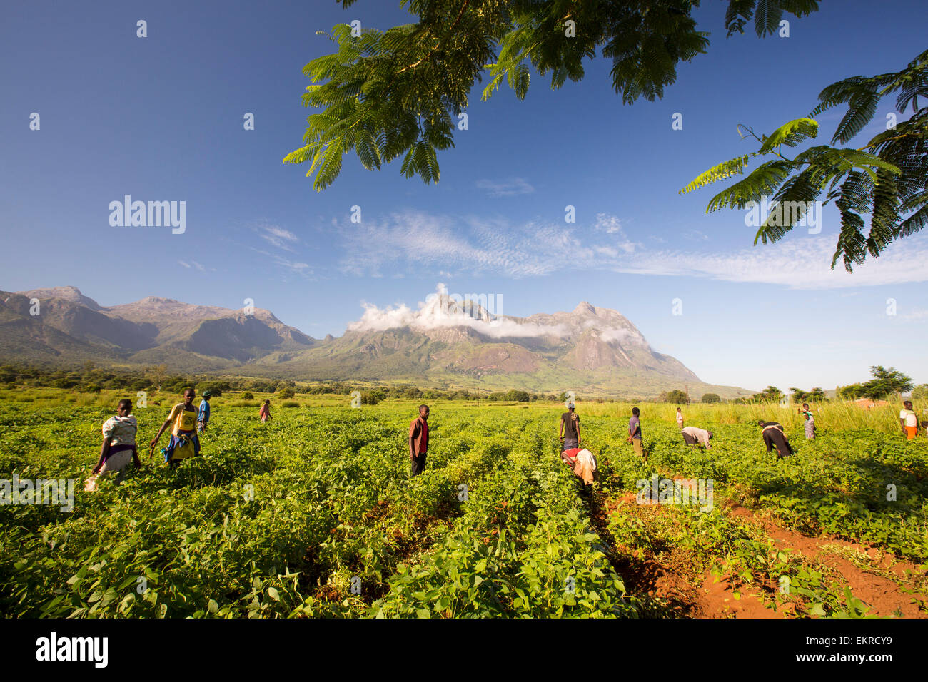 African crop fields hi-res stock photography and images - Alamy