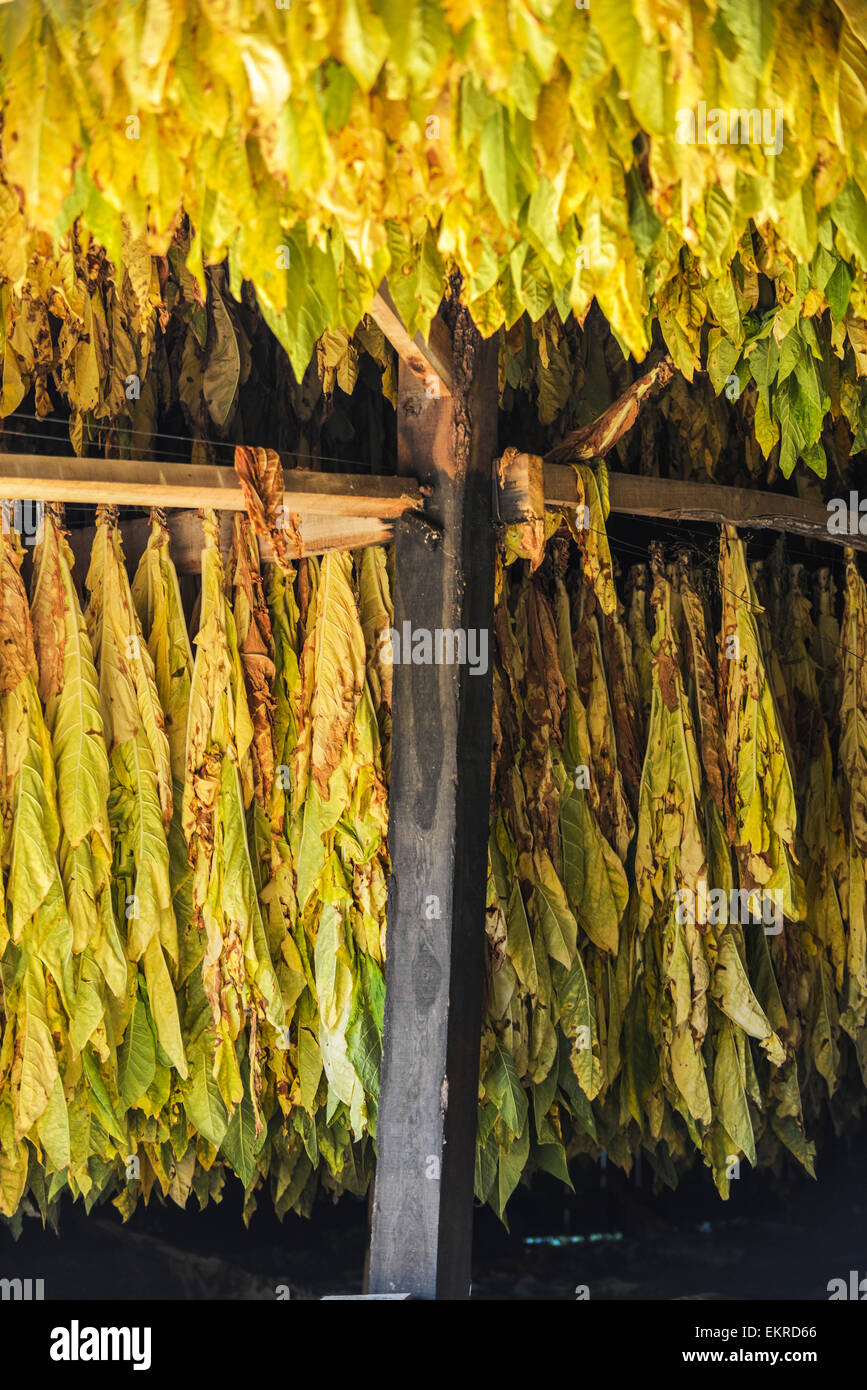 Drying tobacco in an open barn france europe Stock Photo - Alamy