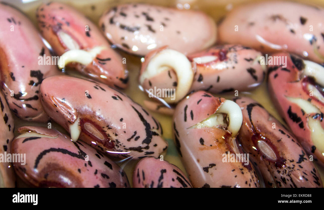 Water runner bean hi-res stock photography and images - Alamy