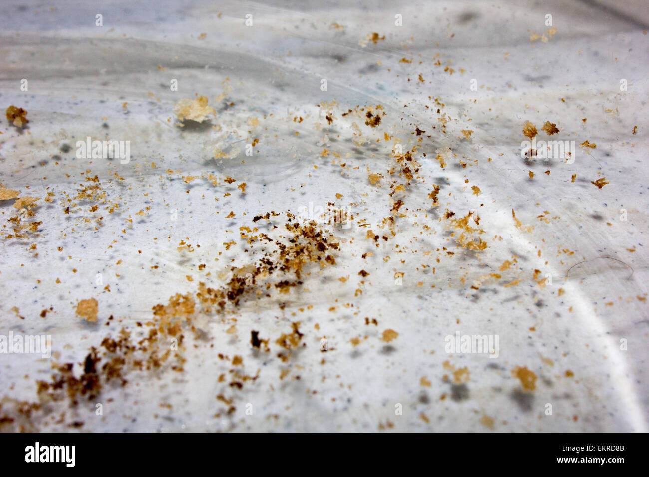 Toast crumbs on a see-through microwave plate Stock Photo - Alamy