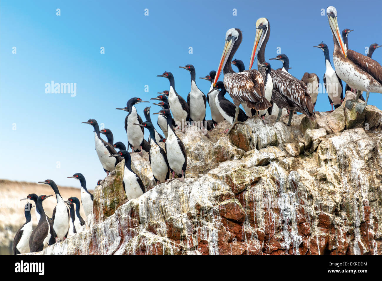 Guanay Cormorant High Resolution Stock Photography and Images - Alamy