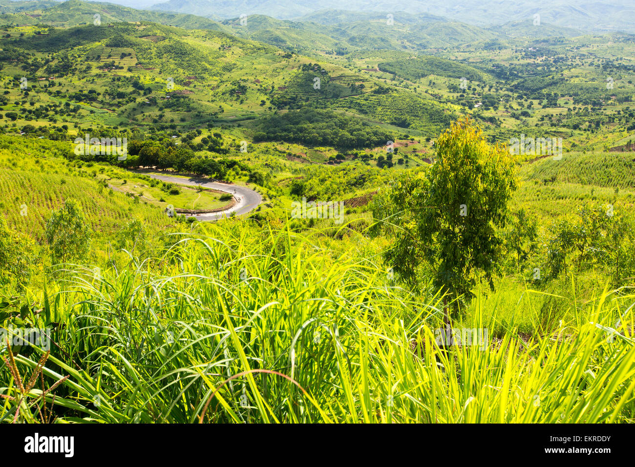 Deforestation on land to grow maize in the lower Shire Valley in Malawi ...