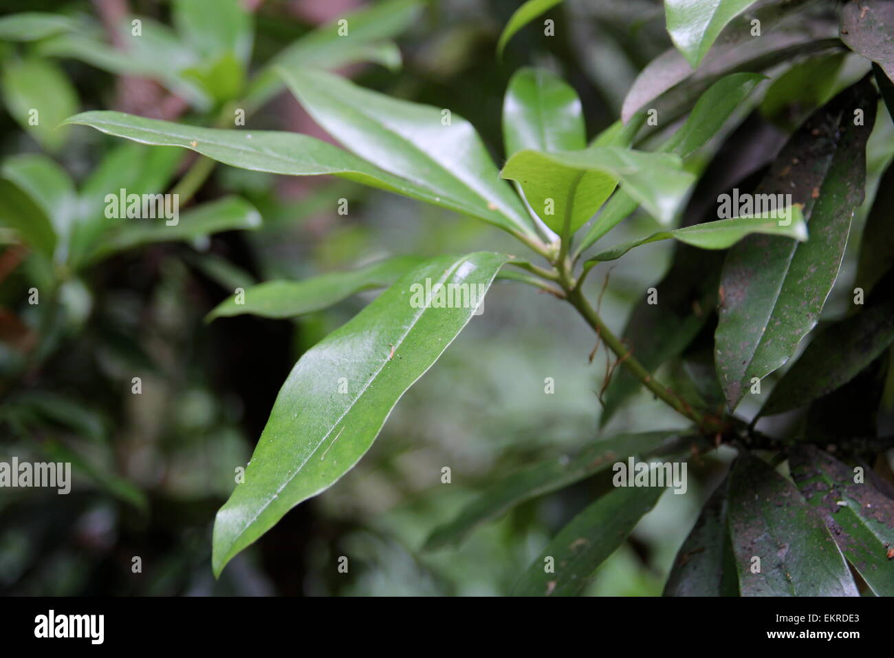 Lgreen hi-res stock photography and images - Alamy