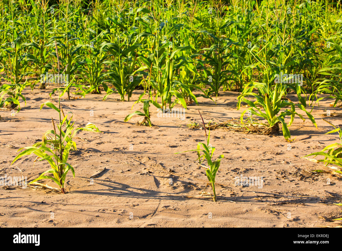 Maize damage hi-res stock photography and images - Alamy