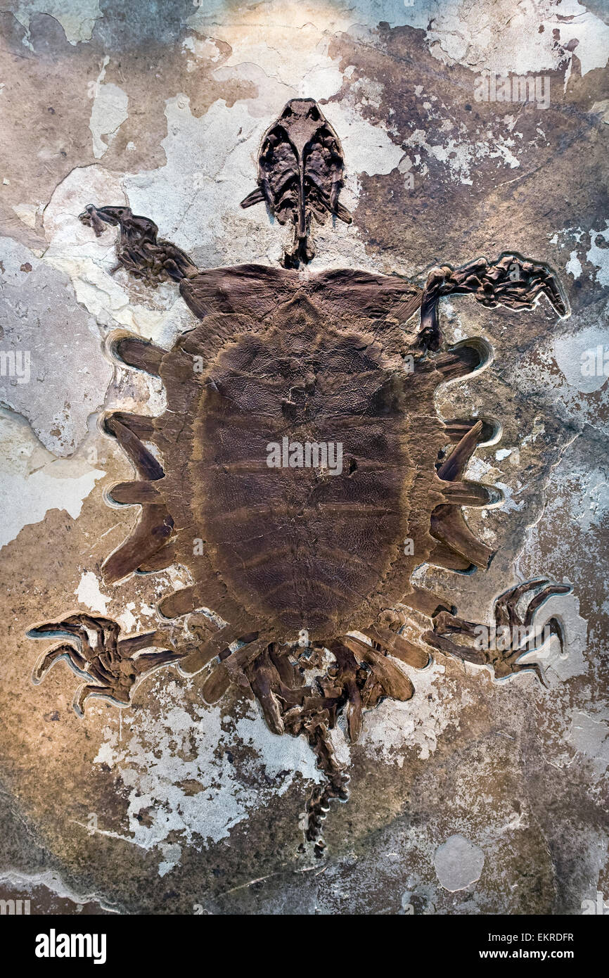 Green river turtle fossil hi-res stock photography and images - Alamy