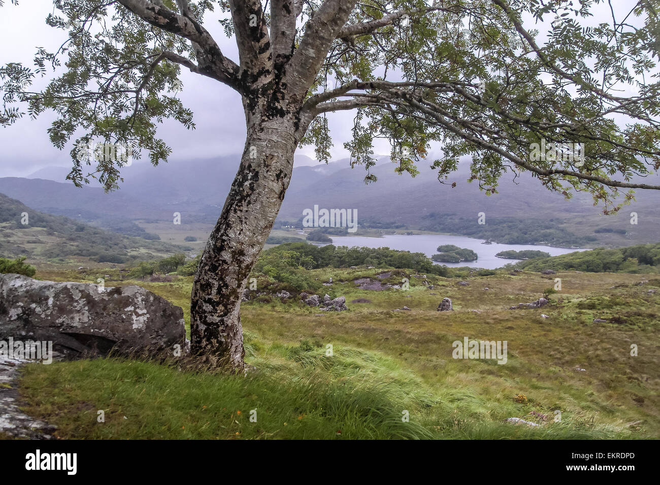 Tree and landscape at Ladies View, Killarney National Park, Iveragh ...