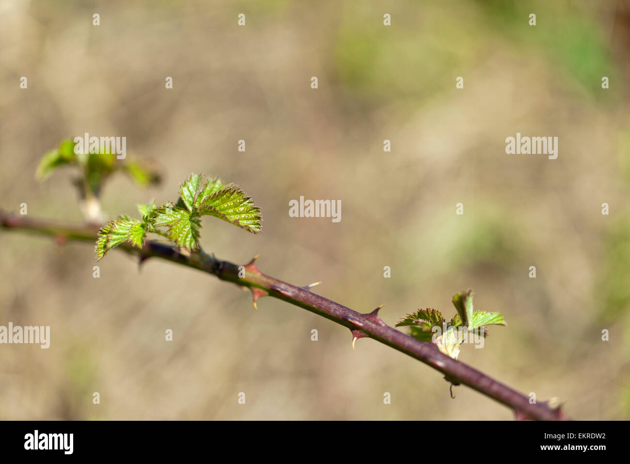 Branches of thorns hi-res stock photography and images - Alamy